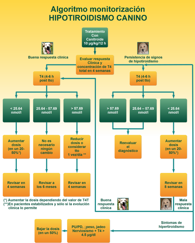 Cómo Se Diagnostica El Hipotiroidismo En Perros